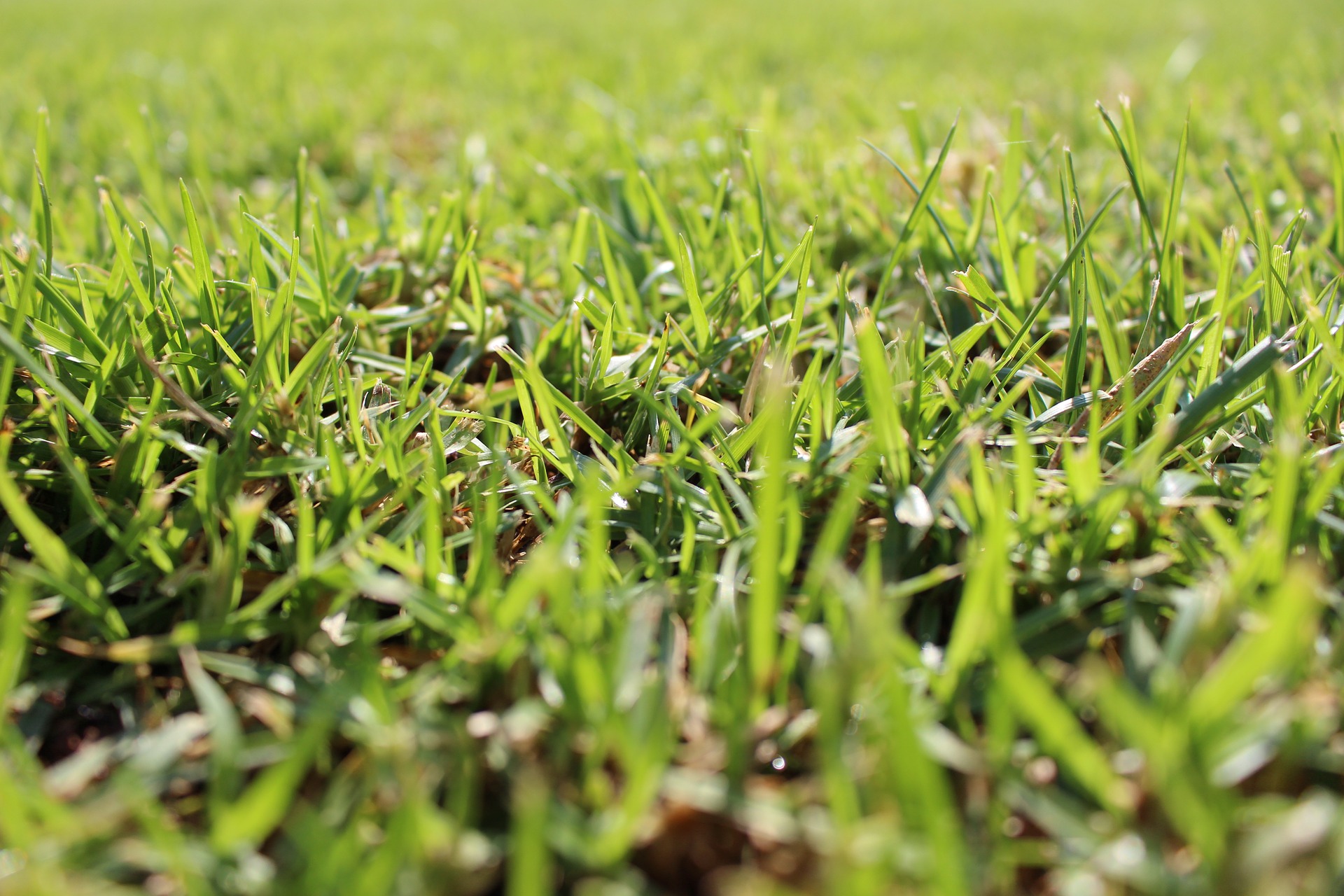 When, Why and How to Aerate Lawn - Sodding Canada
