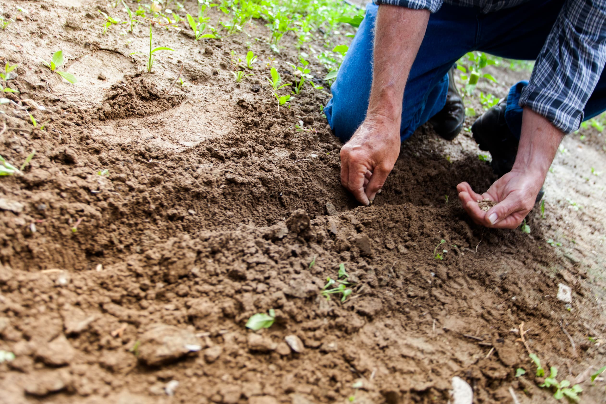 Lawn Fertilizing Guide | How to Fertilize | Sodding Canada