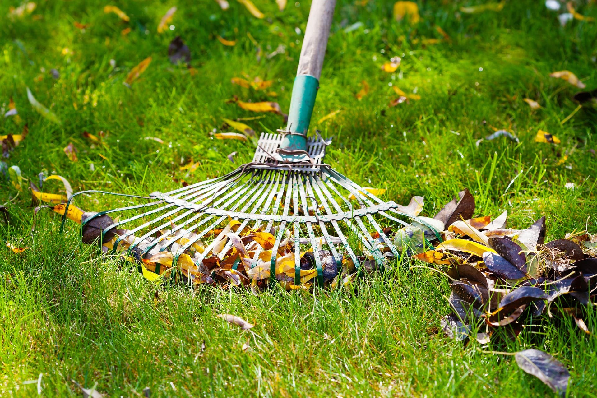 How, When and Why to Dethatch Your Lawn - Sodding Canada